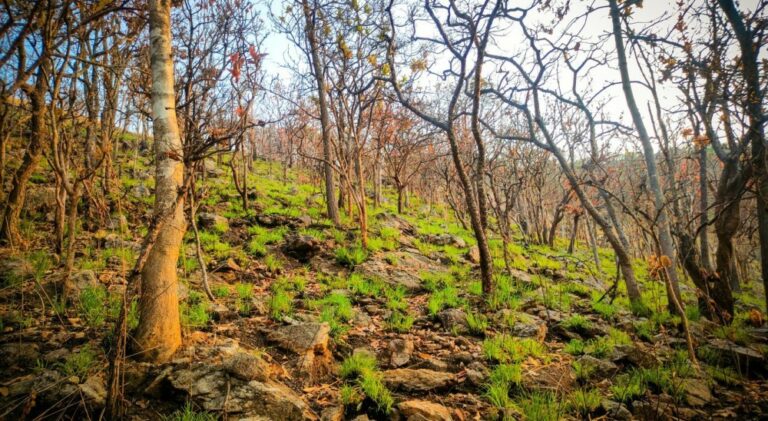 Chinaga Betta Trek: Trek To Chinaga Betta From Bangalore | AdventuRush