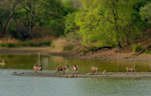 Top 10 Wildlife Sanctuaries in India You Must Visit